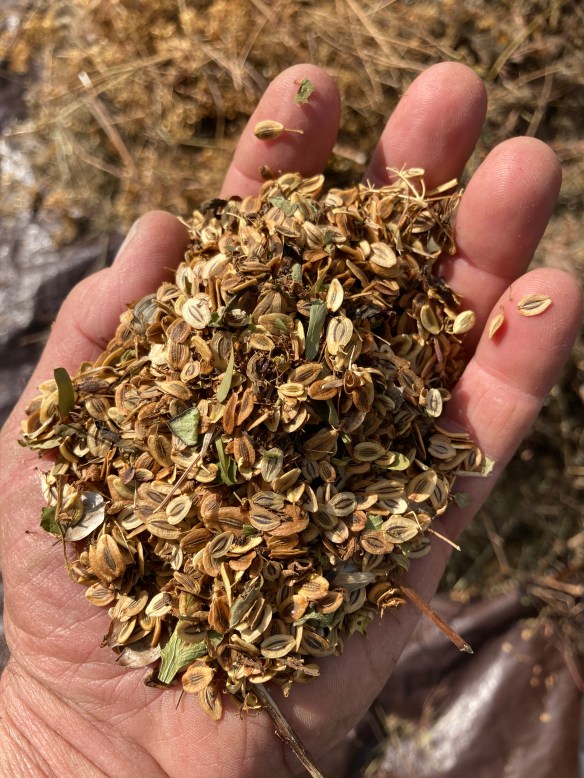 who we are, what we do | Fire Gardens: fire-generated grassland seed